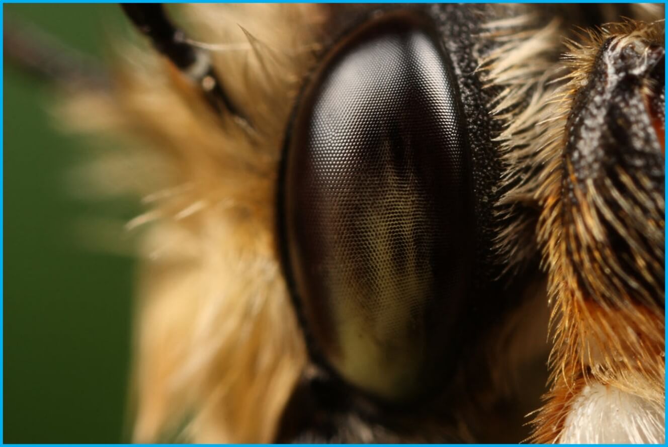 bee-eye-macro – Taking Care Of My Own Business